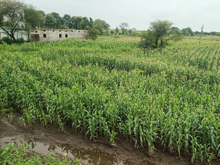 Rain damages maize crop