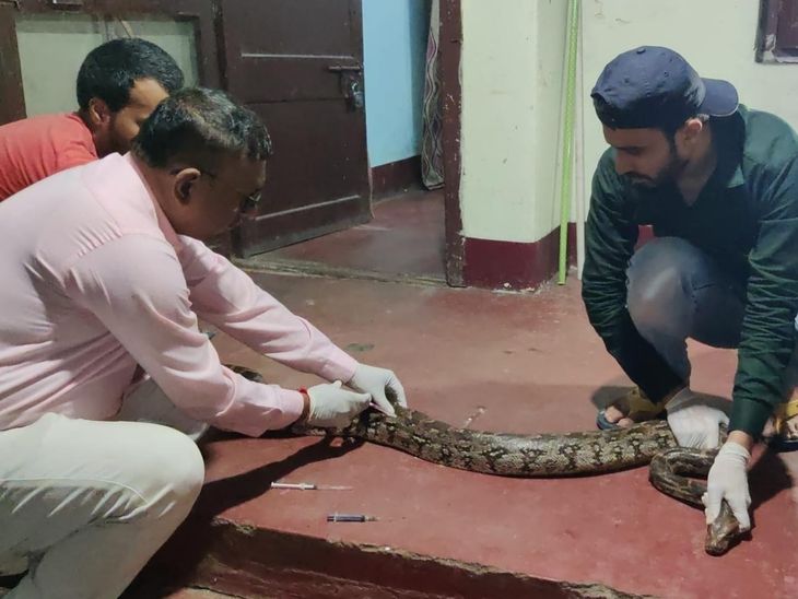 python was thrown away after being half-dead. Rescued and sent to ...