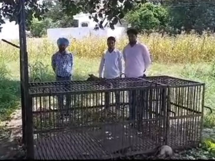 Patiala city Leopard Hunts two dogs