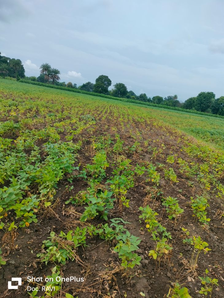 Aerial blight and stem fly infestation on the crop | फसल पर एरियल ...
