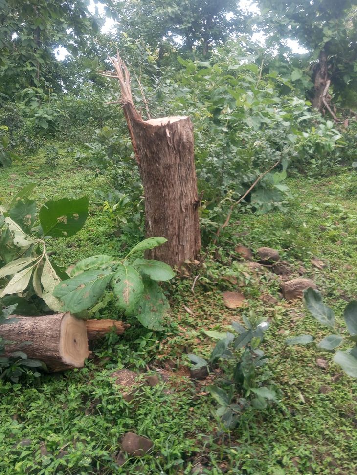 Wood was confiscated and a case was filed in Eastern Range Silwani ...