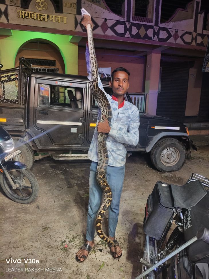 8 feet long python rescued and released in the forest | 8 फीट लंबे अजगर ...
