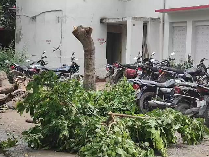 A 10 foot tall tree planted in the post office was cut down