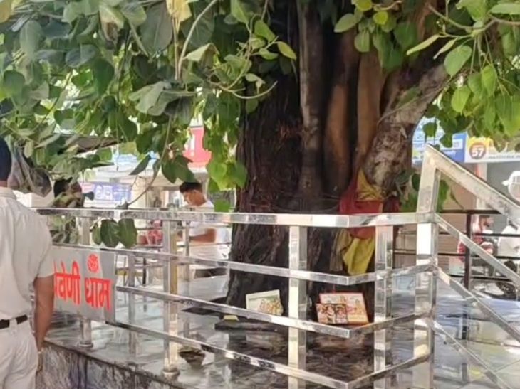 Hisar peepal tree Calf head found | हिसार में पीपल के नीचे मिला बछड़े ...