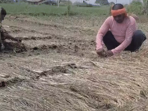 Graduate wife taught a unique way to grow paddy in summer | ग्रेजुएट ...