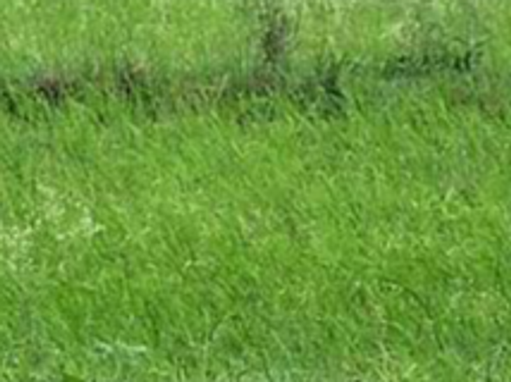 Girdawari started from mobile app | झुंझुनूं में मोबाइल ऐप से गिरदावरी ...