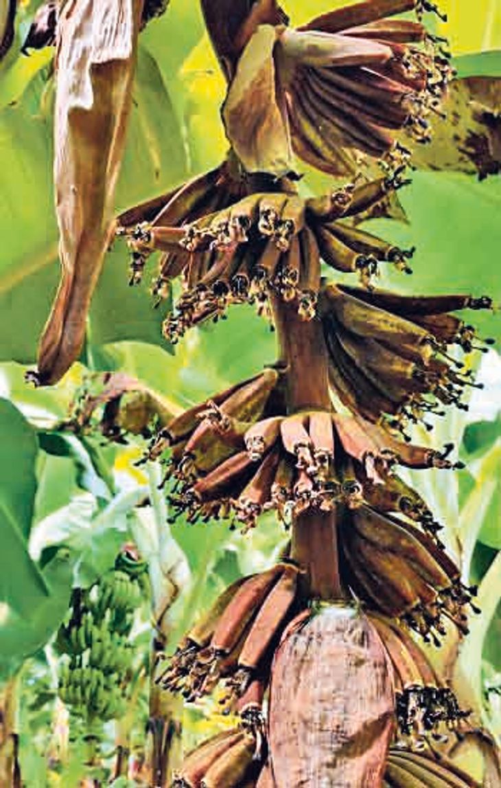 Cigar end rot disease in banana fruit is very fatal for banana crop ...