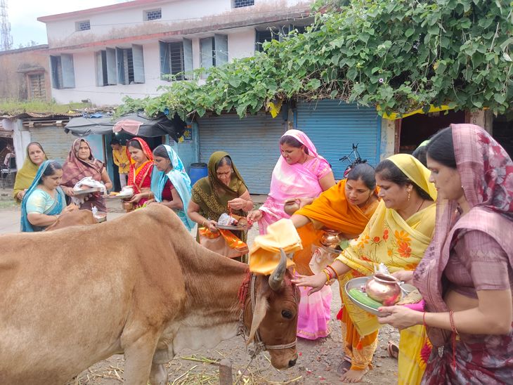 Women kept fast on Bachch Baras, worshipped the calf | बच्छ बारस पर ...