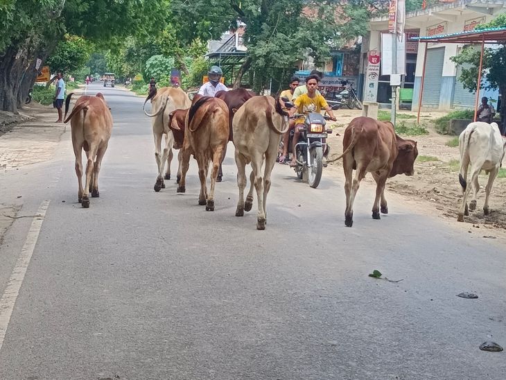 Farmers are troubled by stray animals in Ranipur | रानीपुर में छुट्‌टा ...