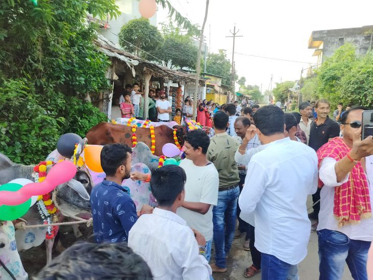 Pola Patan festival was celebrated with great pomp in the district as ...
