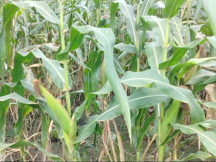 Fall armyworm pest infestation in maize crop | खेरी के किसान चिंतित ...