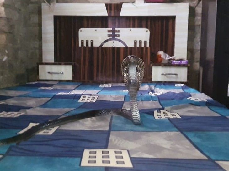 Cobra sitting on the bed with its hood spread | घर में घुसकर बिस्तर पर ...