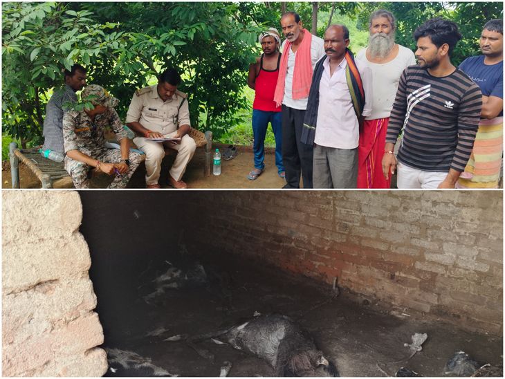 7 goats were hunted in Jhir Bagh, Lagadbaga was hunted from Bhuta ...