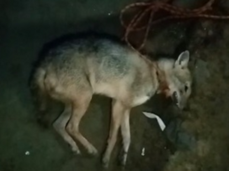 Four injured, one scratched in jackal attack | सियार के हमले में 4 को ...