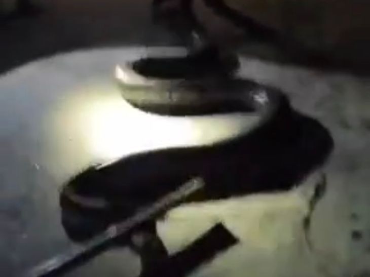 A 15 feet long python was found in a residential area in Lakhimpur ...
