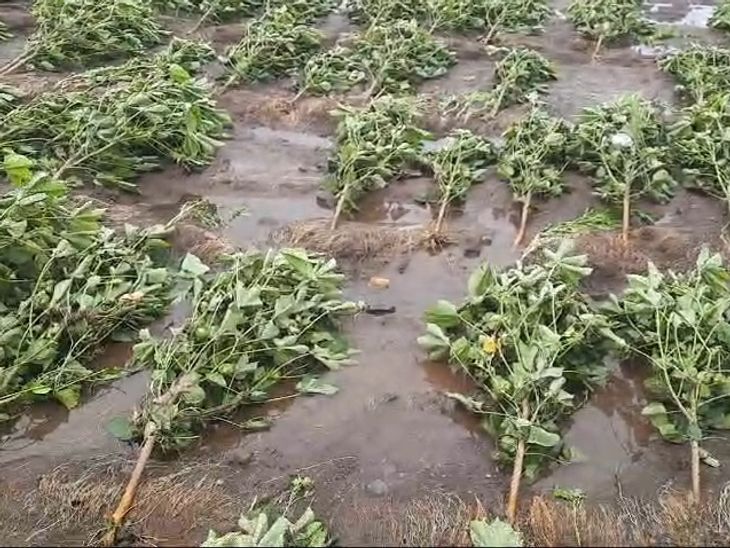 Crops destroyed due to flood after heavy rain