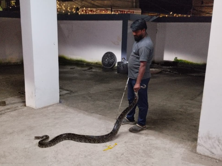 A 10 feet long python was found in Rewa | रीवा में 10 फीट लंबा अजगर ...