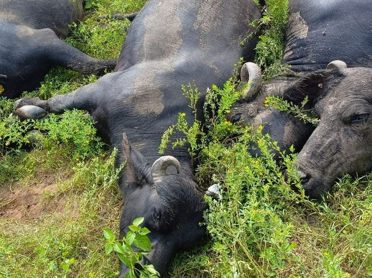 6 buffaloes died a painful death due to electric shock | करंट लगने से 6 ...