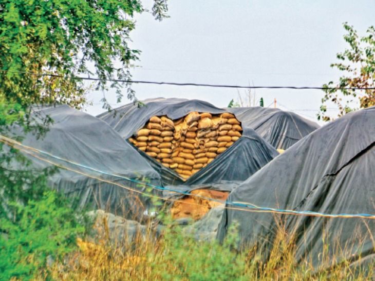Record of paddy purchase, but 2.23 lakh tonnes were not lifted, 60% of ...