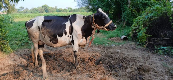 80% of the animals in Parbatta are suffering from Bhajha disease, a ...