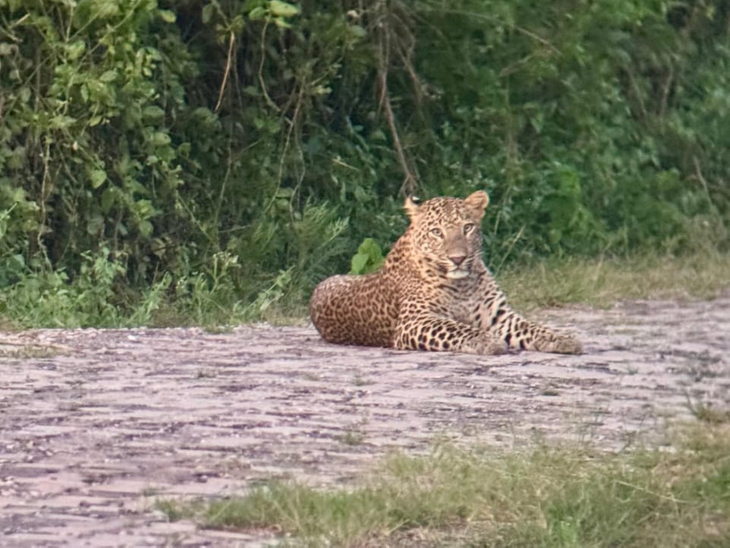 Leopard was seen again in Ghana Bird Sanctuary | भरतपुर के घना पक्षी ...