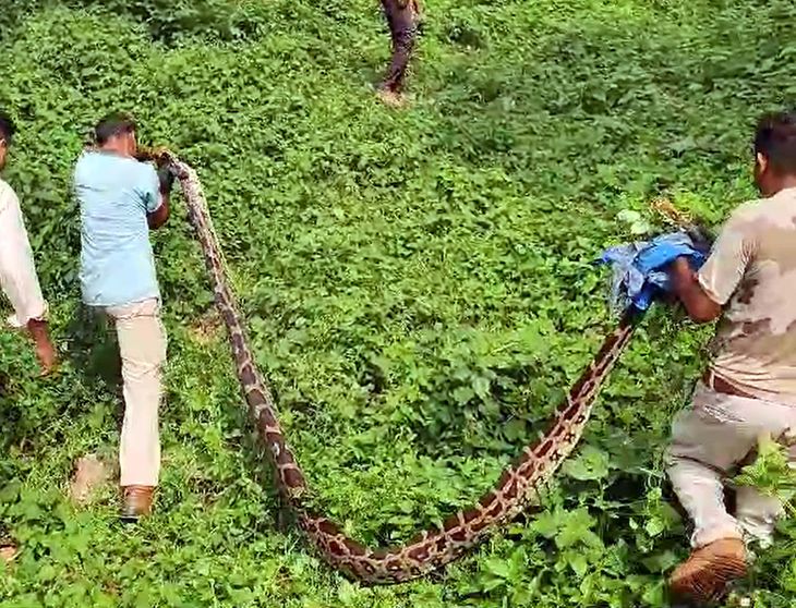 The forest department team caught a 15 feet long python from the field ...