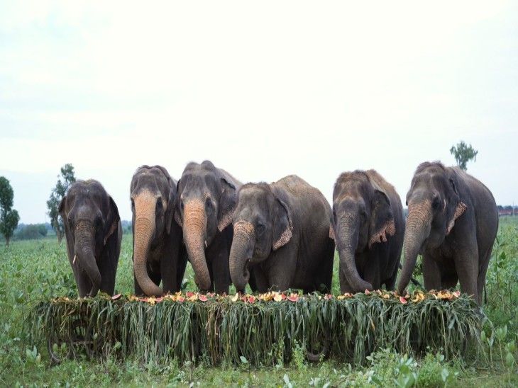 Jumbo fruit feast was organized in honor of rescued elephants ...
