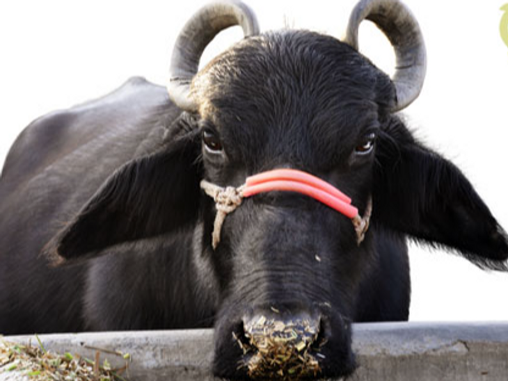 Buffalo dies due to poisoning in Bhind