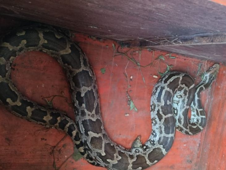 A 15 feet long python was found in the fields of Manawar | मनावर के खेत ...