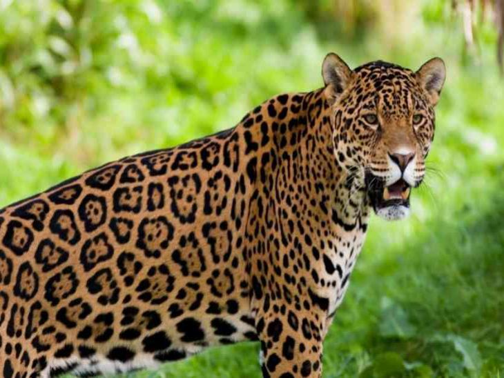 20 years ago also a panther became a man-eater like this, the terror ...