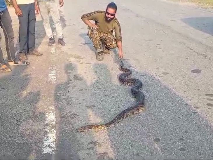 12 feet long python seen in the field | खेत में दिखा 12 फीट का अजगर ...