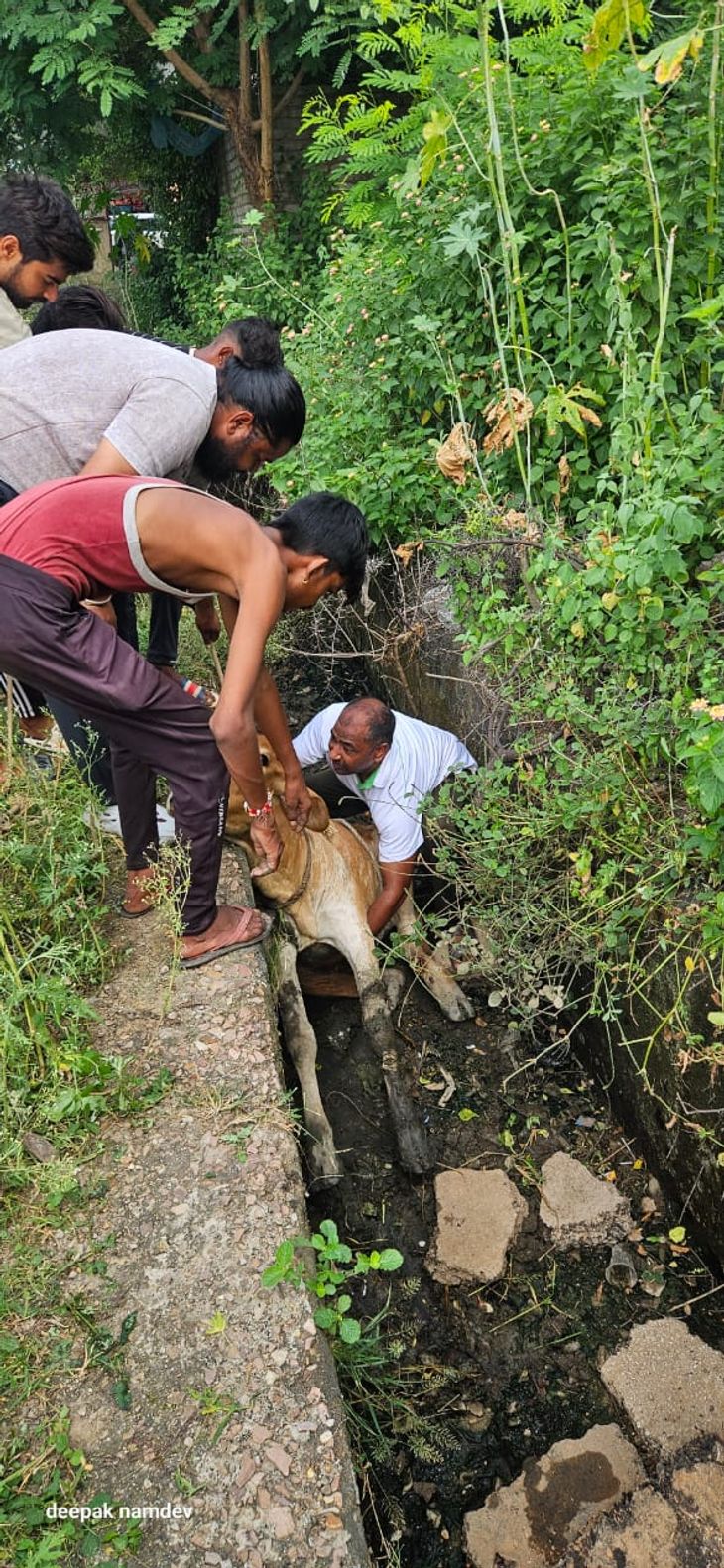 A cow that fell into a drain was pulled out and treated | नाले में गिरी ...