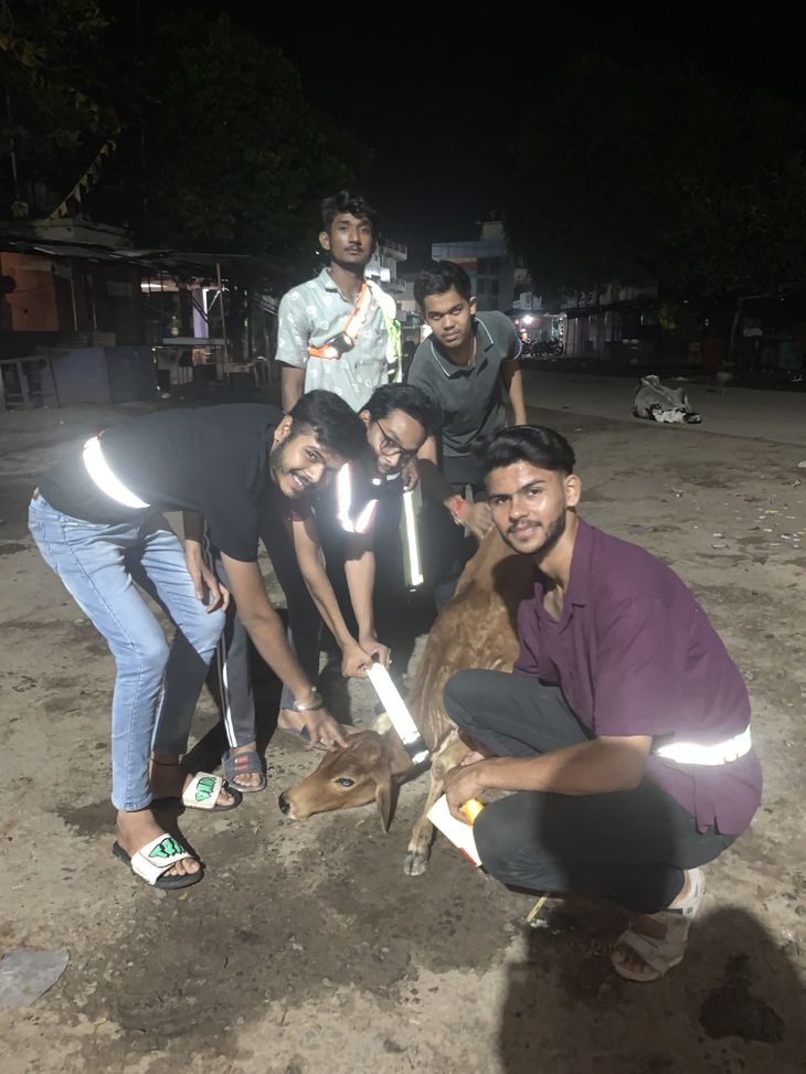 Radium strips are being used to protect cattle from accidents | गोवंश ...