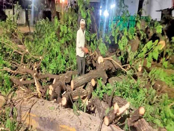 More than 20 trees were cut for the double decker flyover, now the ...