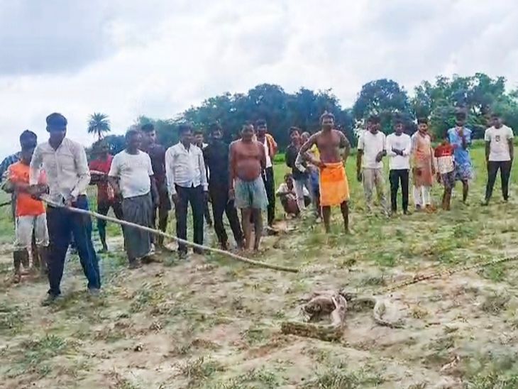 Python swallowing a Nilgai calf in Kannauj, VIDEO | कन्नौज में नीलगाय ...