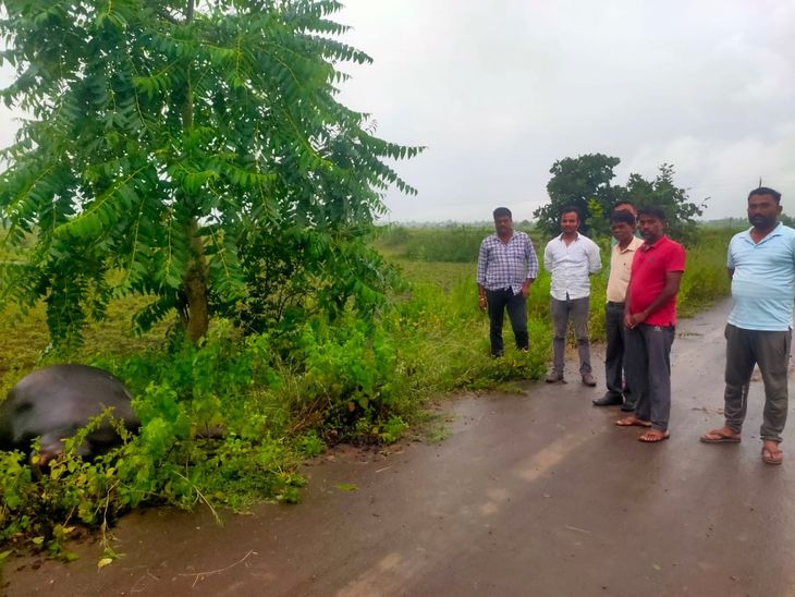 Heavy rain for two hours in Seoni Malwa | सिवनी मालवा में दो घंटे तक ...