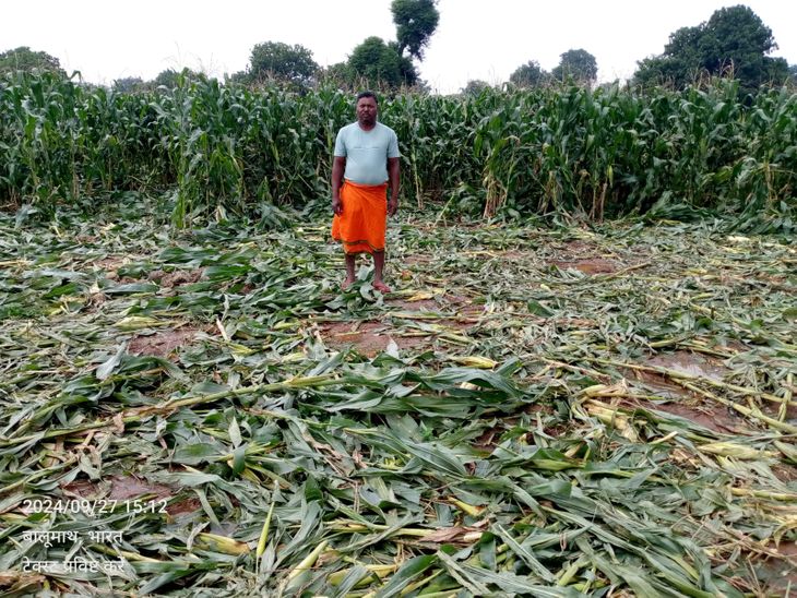 A herd of elephants destroyed corn crops in Barani | बरनी में हाथियों ...