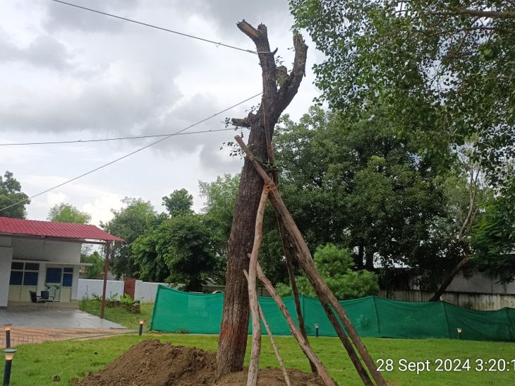 The collector rehabilitated the Sheesham tree | कलेक्टर ने शीशम के पेड़ ...