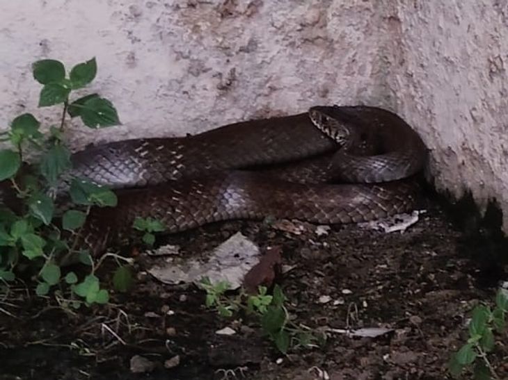 A snake appeared in the trauma center of the district hospital