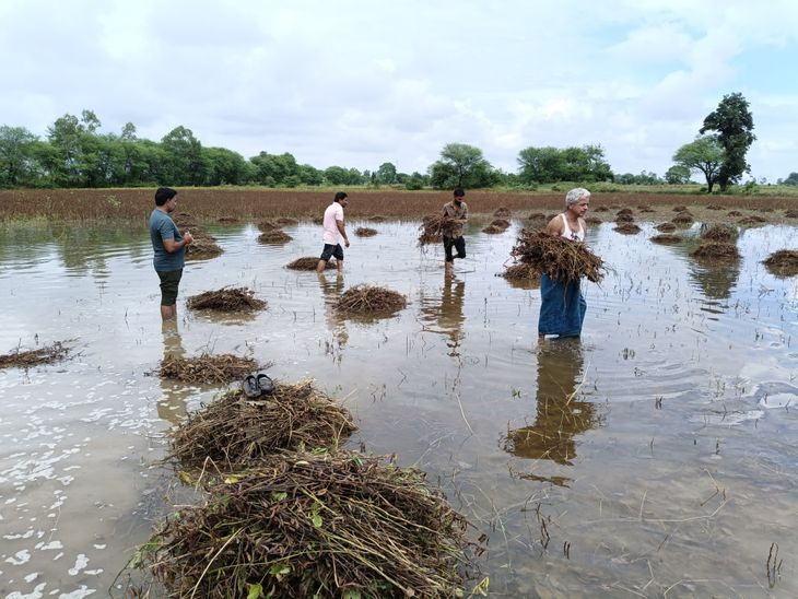 3 days of rain destroyed farming: harvested crops sprouted, standing ...
