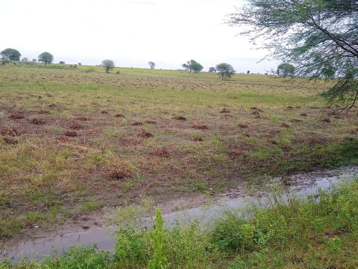 Crops were damaged due to rain in Jabati
