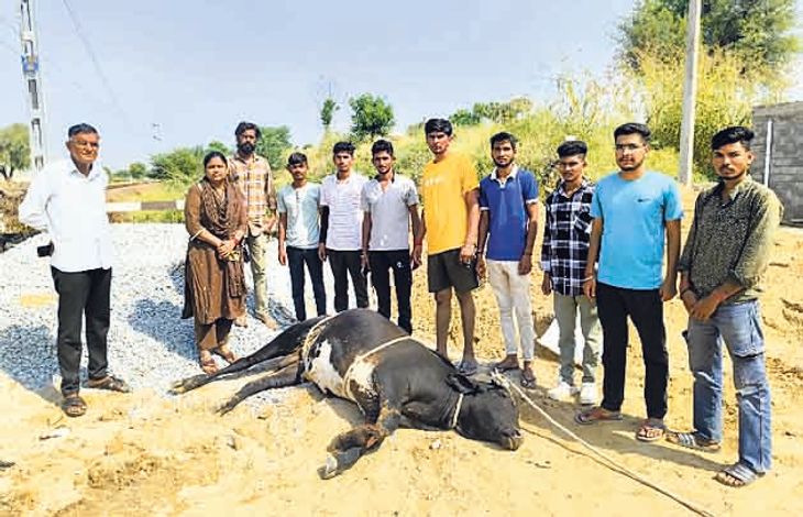 When the youth saw sick and accident-injured cattle dying, they formed ...