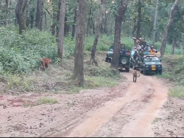 Kanha National Park opens its gates