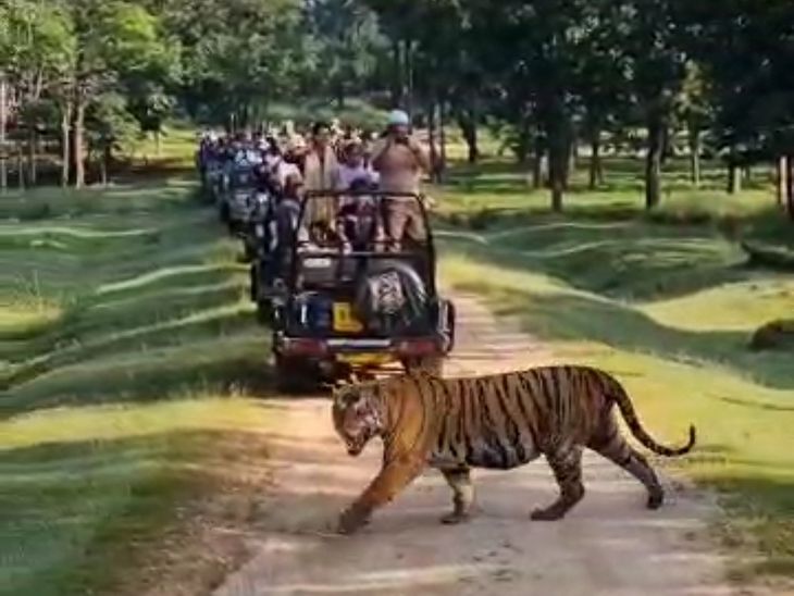 Gates of Pench National Park opened after three months | तीन महीने बाद ...