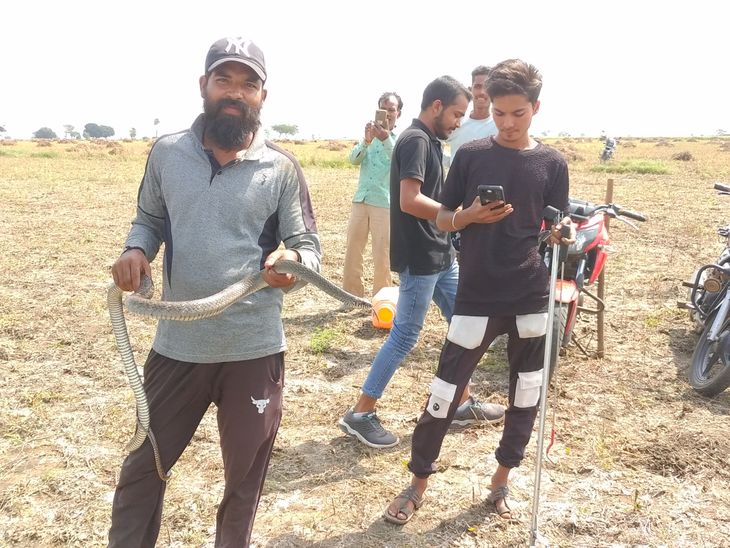 Snake found on the farm in Jabati | जाबती में खेत पर निकला सांप ...