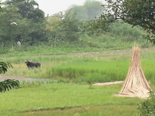 A wild buffalo from Nepal crushed 2 people to death in supaul | नेपाल ...