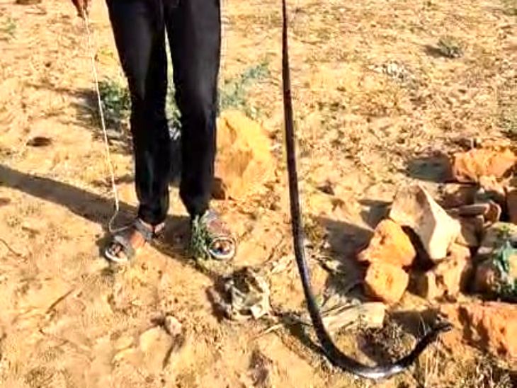 4 feet long cobra scared people in Thaiyat village