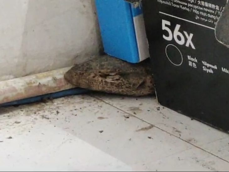 Rescue of poisonous Vishkhapar in Etawah | इटावा में जहरीले विशखापर का ...