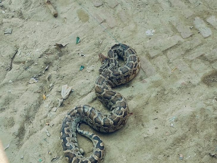 An eight feet long python was found in Auraiya | औरैया में आठ फीट लंबा ...