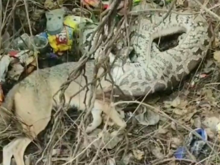 Python swallowed the jackal in no time, VIDEO | देखते-देखते सियार को ...